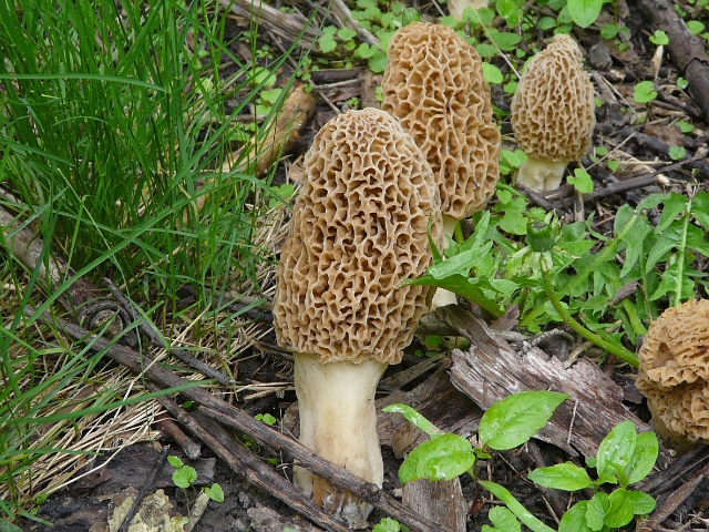 Sac Fungi Ascomycete Fungi At Indiana Fungi