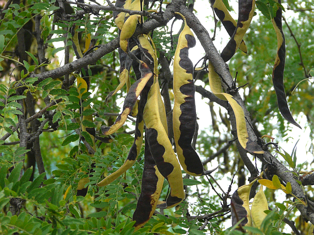 Toronto Wildlife - More Honey Locust